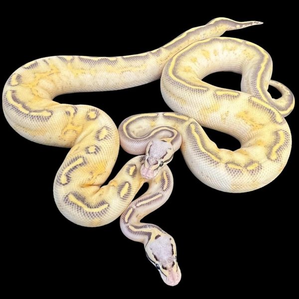 Living Art Ball Pythons - Reptile Products & Collector