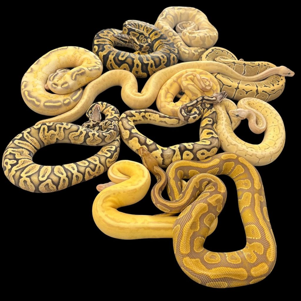 Living Art Ball Pythons - Reptile Products & Collector