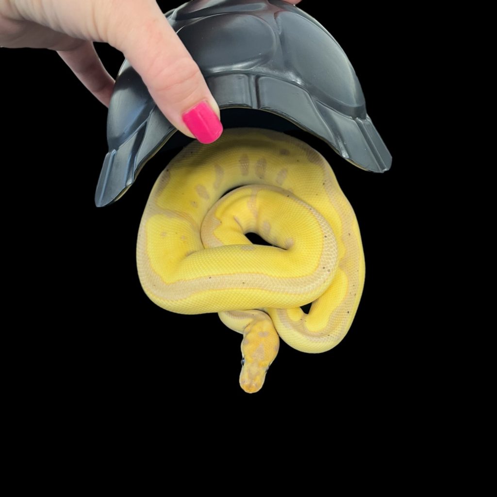 New Tortoise Shell Hides - Living Art Ball Pythons