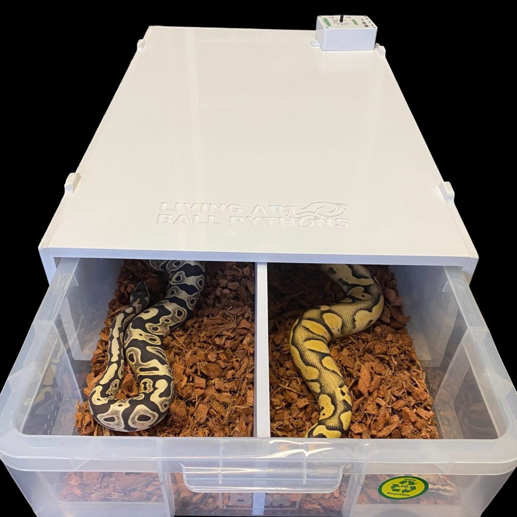 33 Litre Ball Pythons Set Up Kit - Living Art Ball Pythons