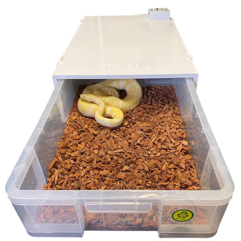 33 Litre Ball Pythons Set Up Kit - Living Art Ball Pythons
