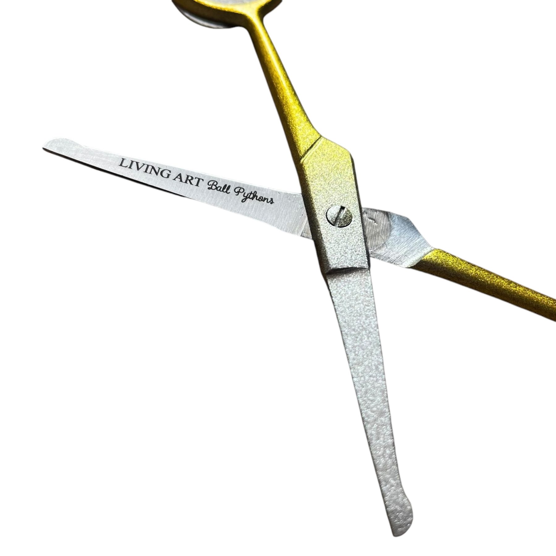 LABP Vet Safe Egg Cutting Scissors – Reptile & Snake Egg Incision ...