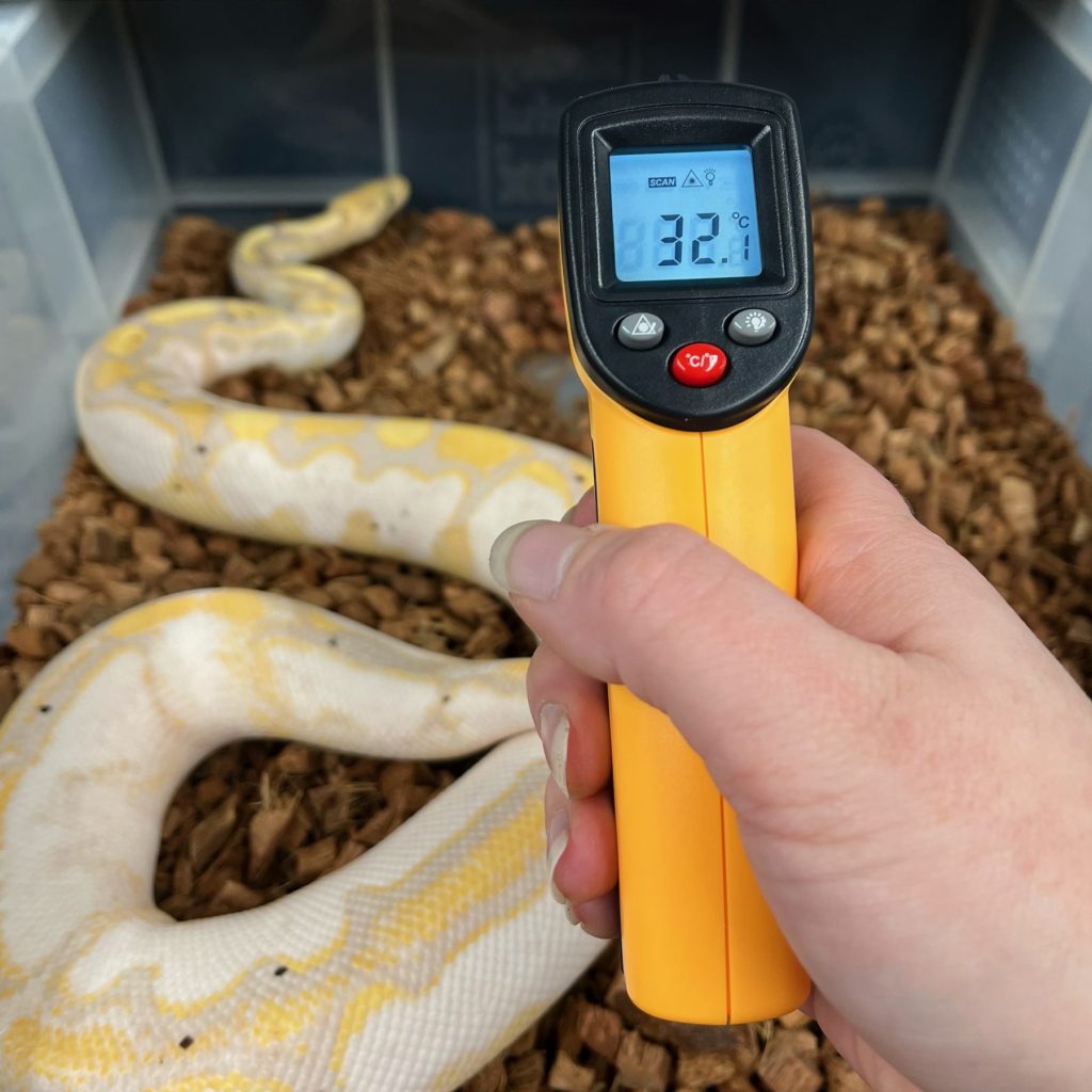 Starter Pack - Living Art Ball Pythons