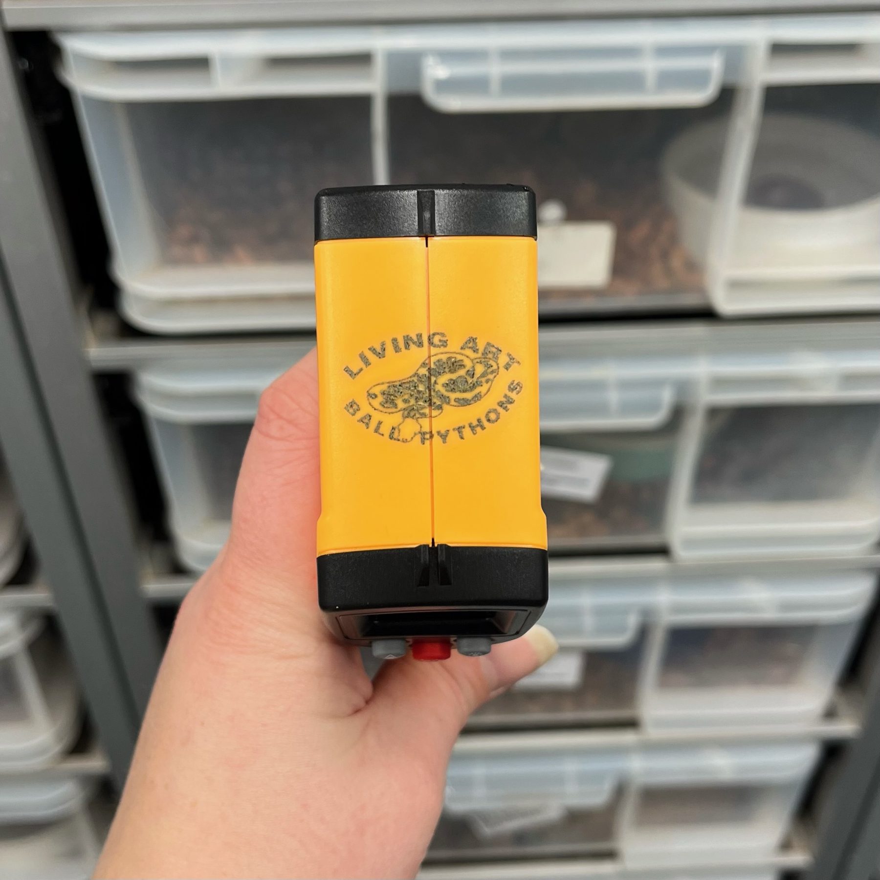 Starter Pack - Living Art Ball Pythons