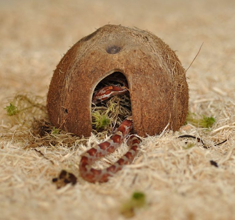 HabiStat Aspen Bedding 25 Litre - Living Art Ball Pythons