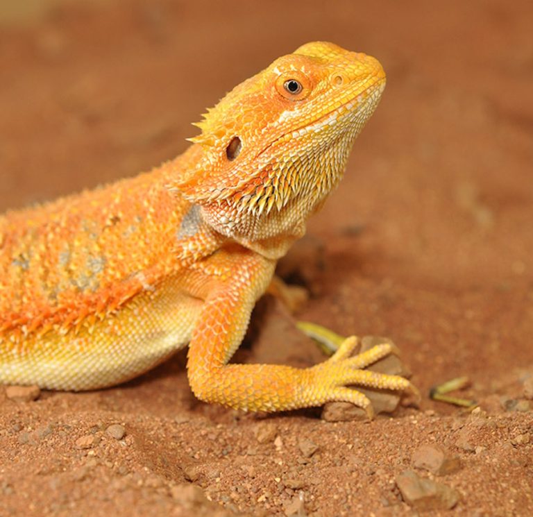HabiStat Bearded Dragon Bedding – Natural Desert Substrate (5kg & 10kg ...